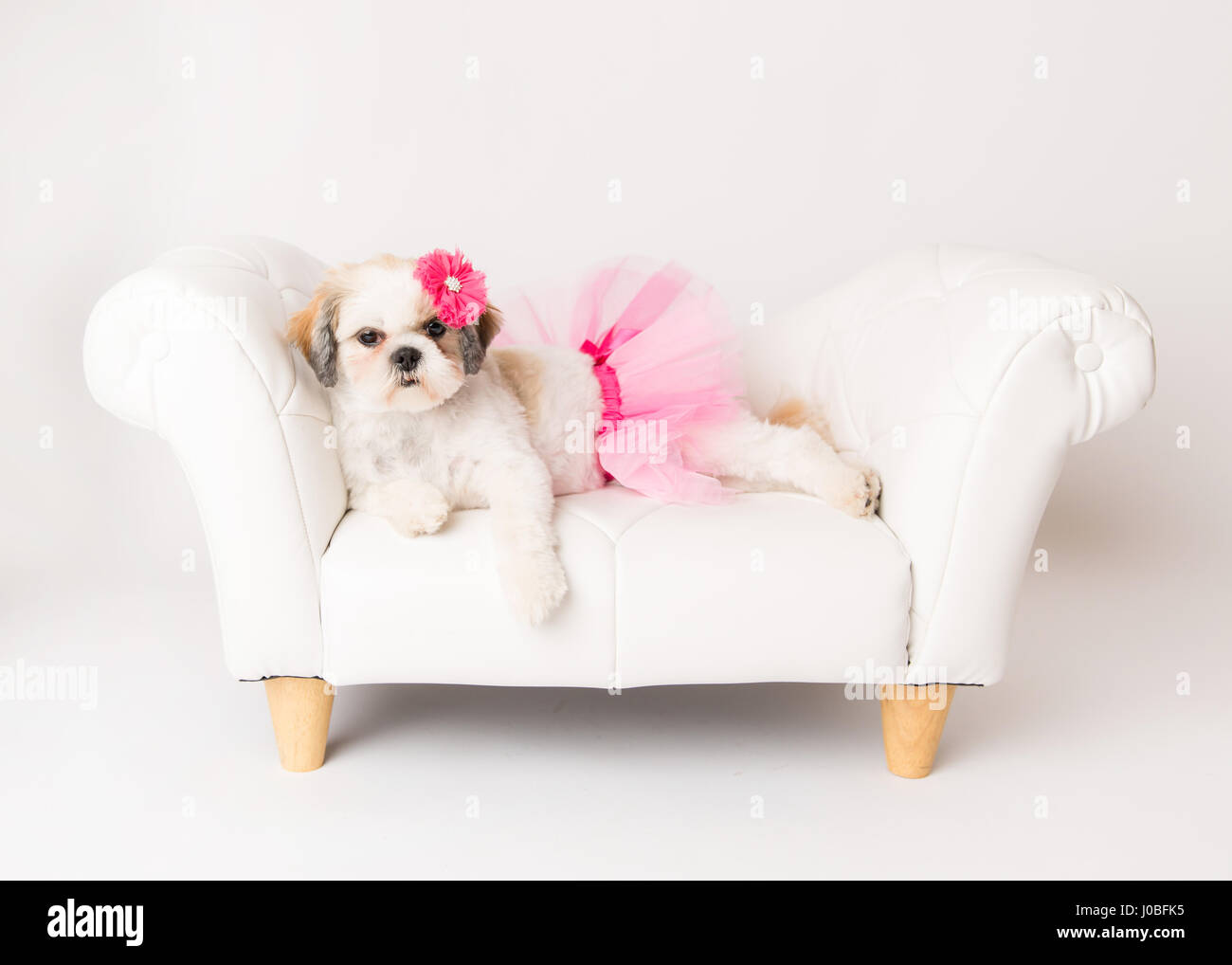 PAMPERED pooches have been hilariously captured for their PAW-traits by ...
