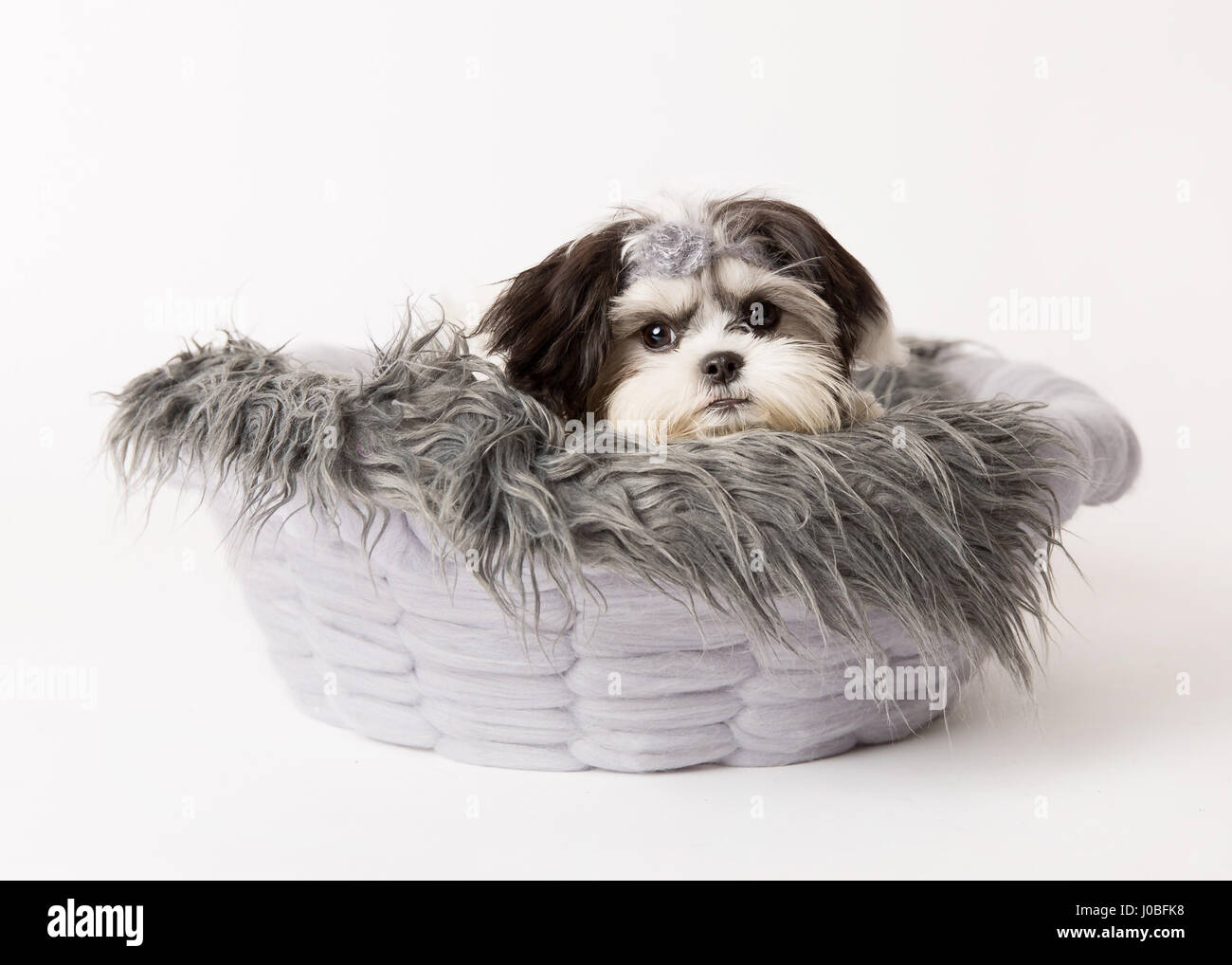 PAMPERED pooches have been hilariously captured for their PAW-traits by ...