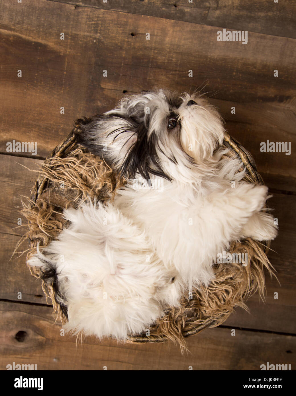 PAMPERED pooches have been hilariously captured for their PAW-traits by ...