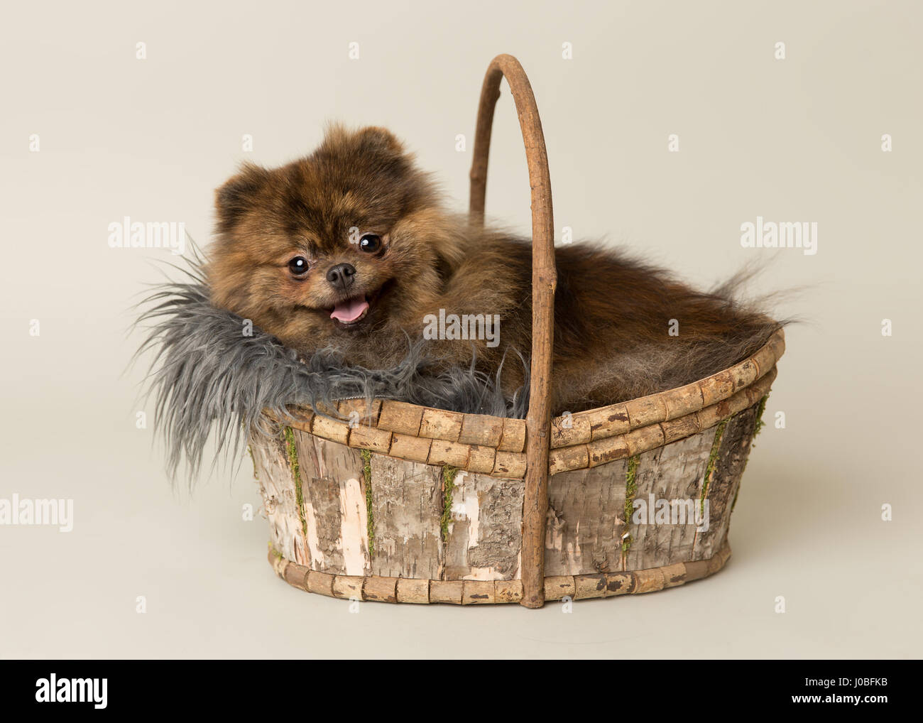 PAMPERED pooches have been hilariously captured for their PAW-traits by ...
