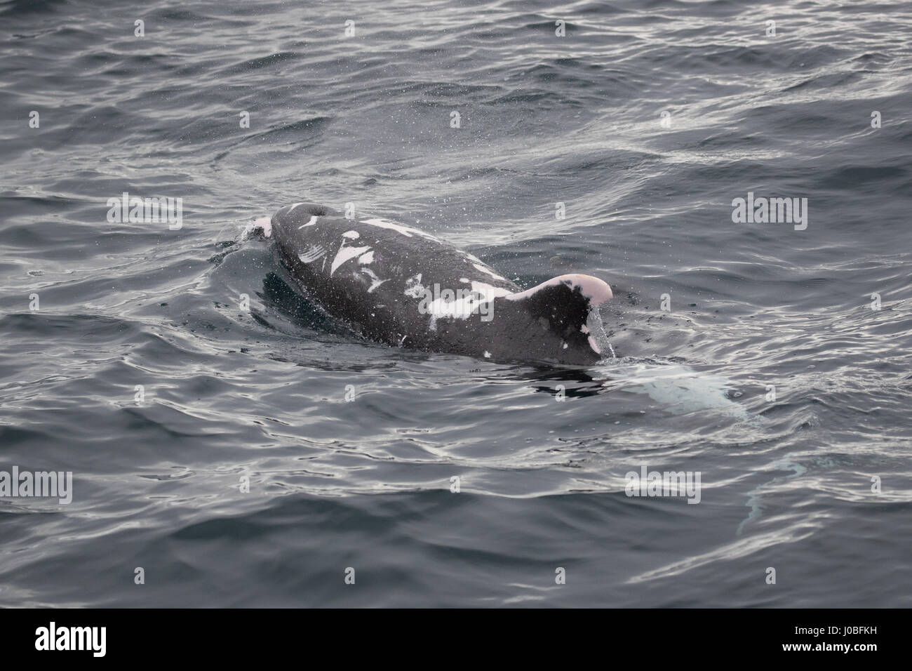 CALIFORNIA, USA: ADORABLE images show rare part-albino dolphin ...