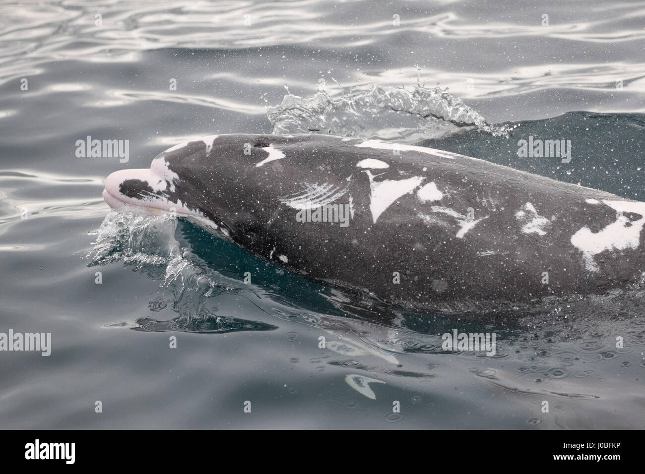 CALIFORNIA, USA: ADORABLE images show rare part-albino dolphin ...