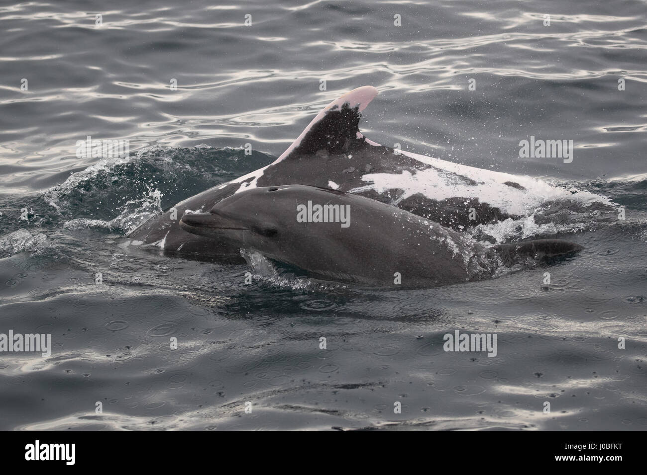 CALIFORNIA, USA: ADORABLE images show rare part-albino dolphin ...