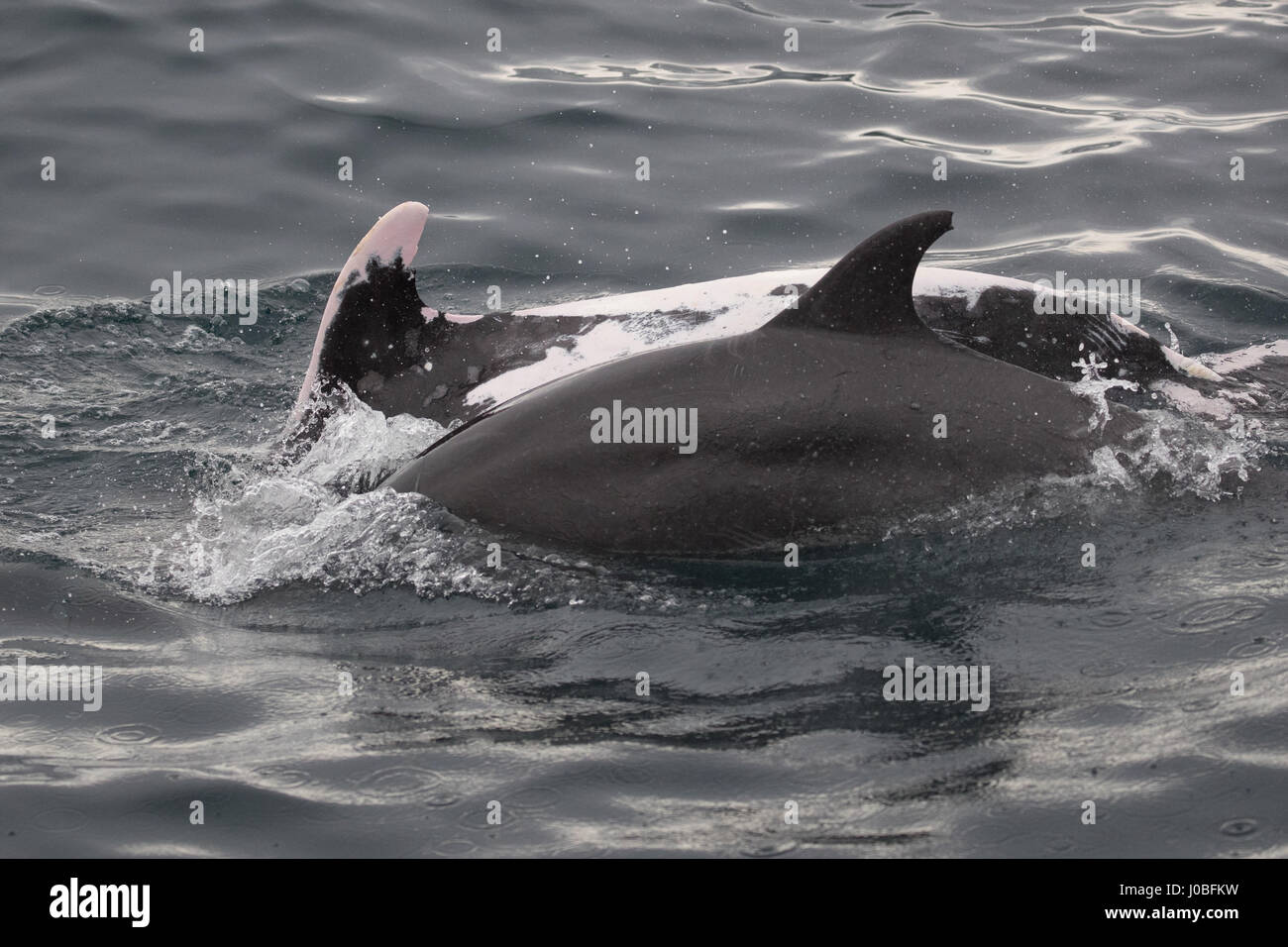 CALIFORNIA, USA: ADORABLE images show rare part-albino dolphin ...
