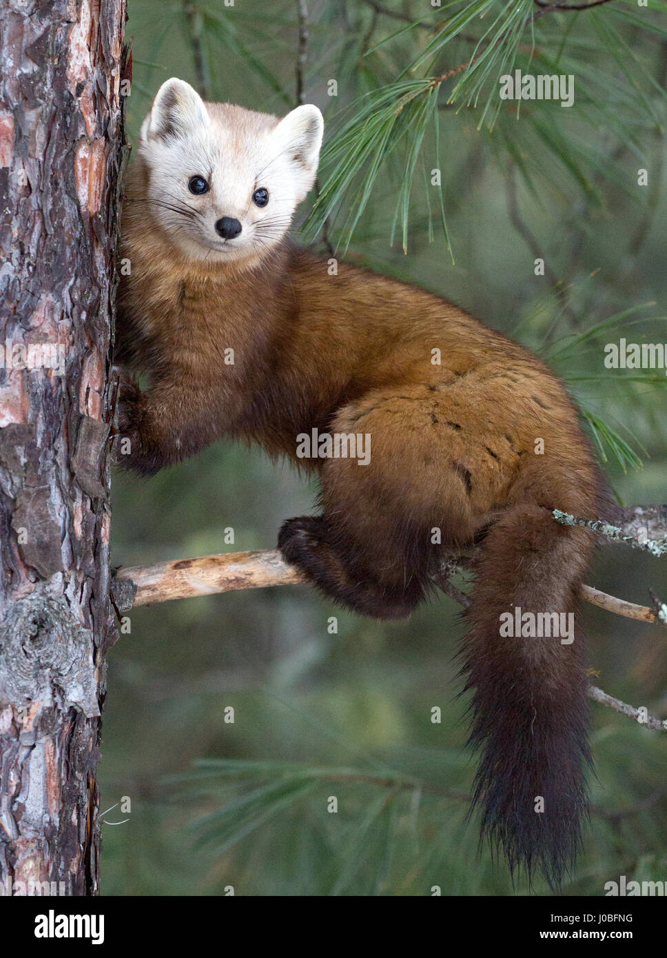 ONTARIO, CANADA: THIS ELUSIVE predator could be the cutest you’ll spot ...