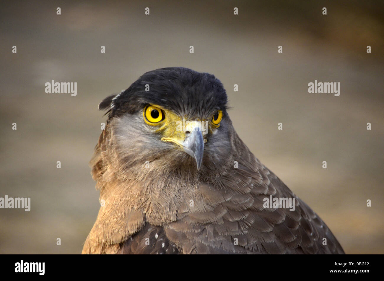 Animal hawk hi-res stock photography and images - Alamy