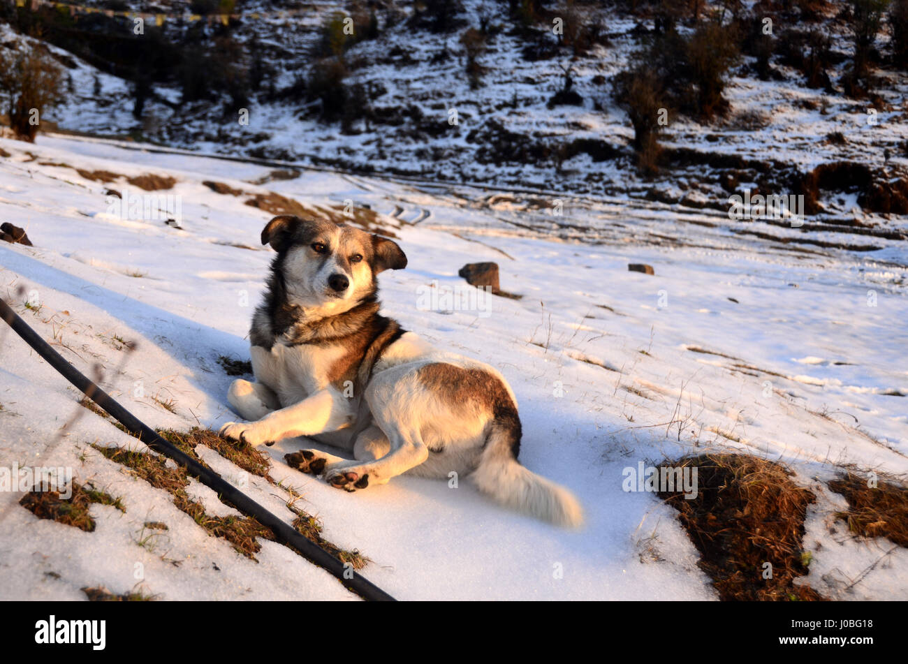 High altitude dog hi-res stock photography and images - Alamy