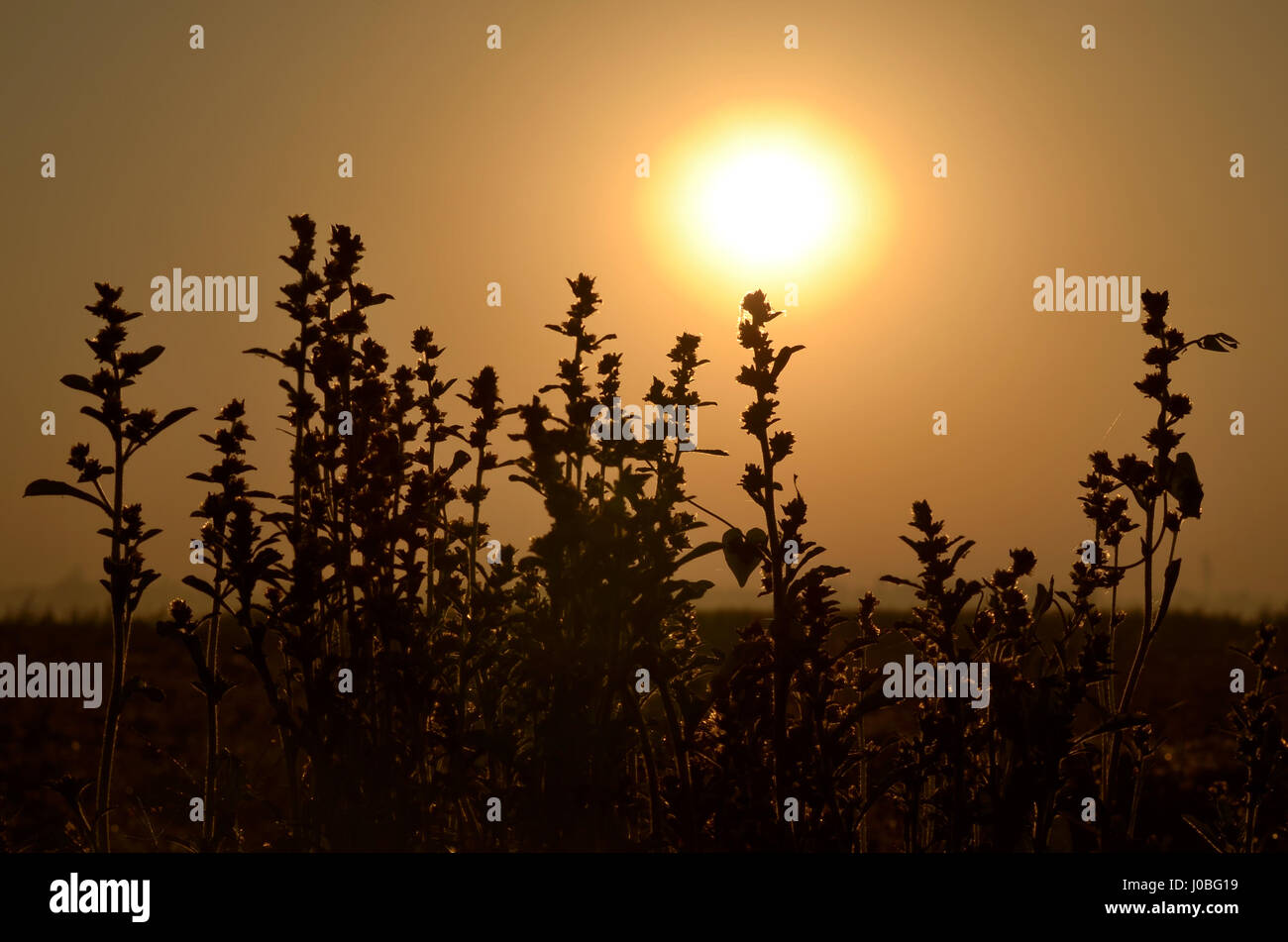 Sun light and sun agriculture hi-res stock photography and images - Alamy