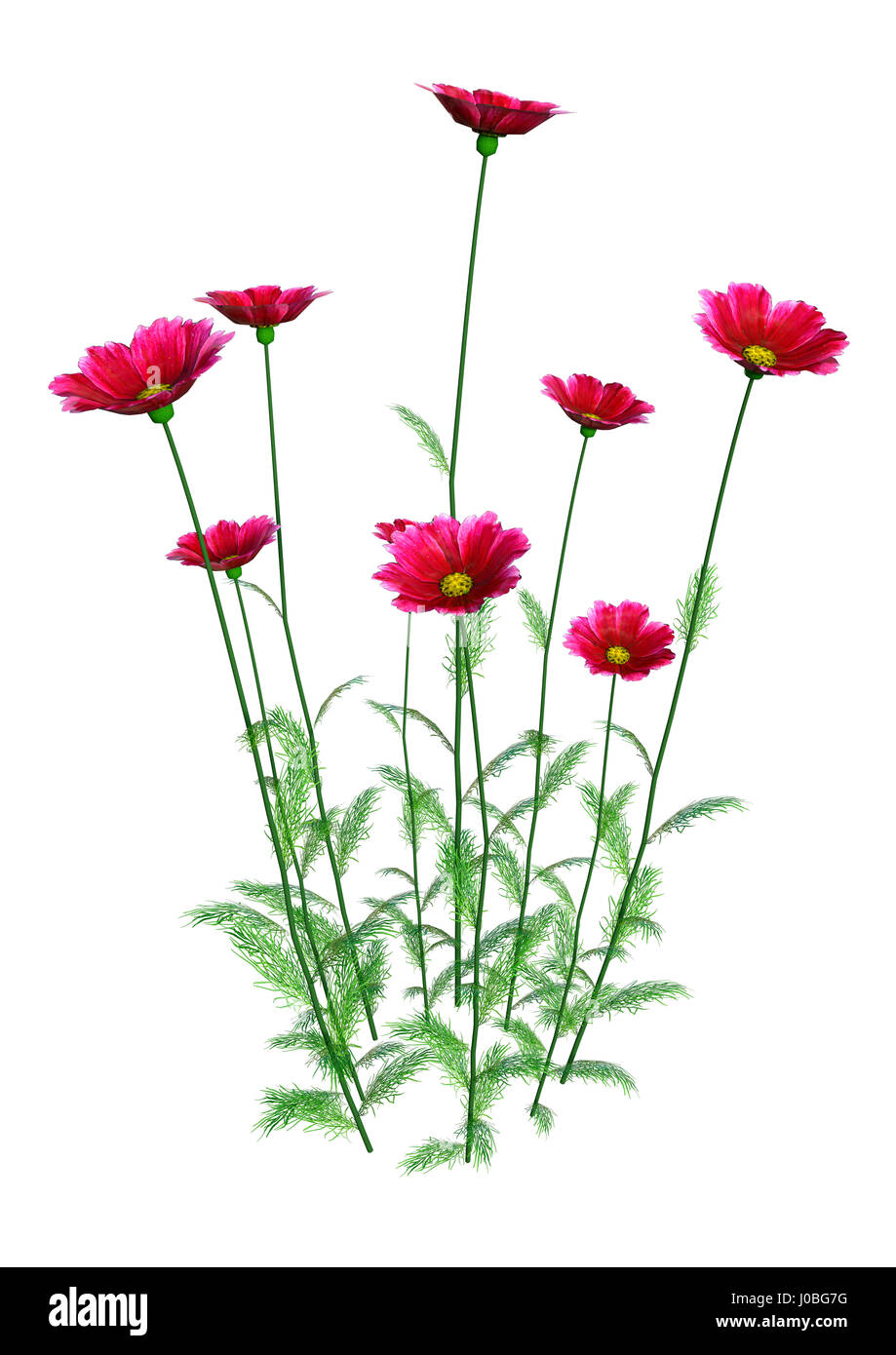 3D rendering of cosmos flowers isolated on white background Stock Photo ...