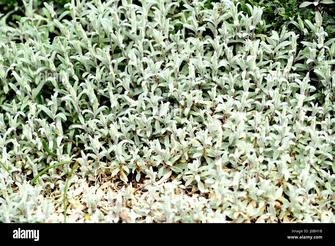 natural background of mouse-ear chickweed Stock Photo - Alamy
