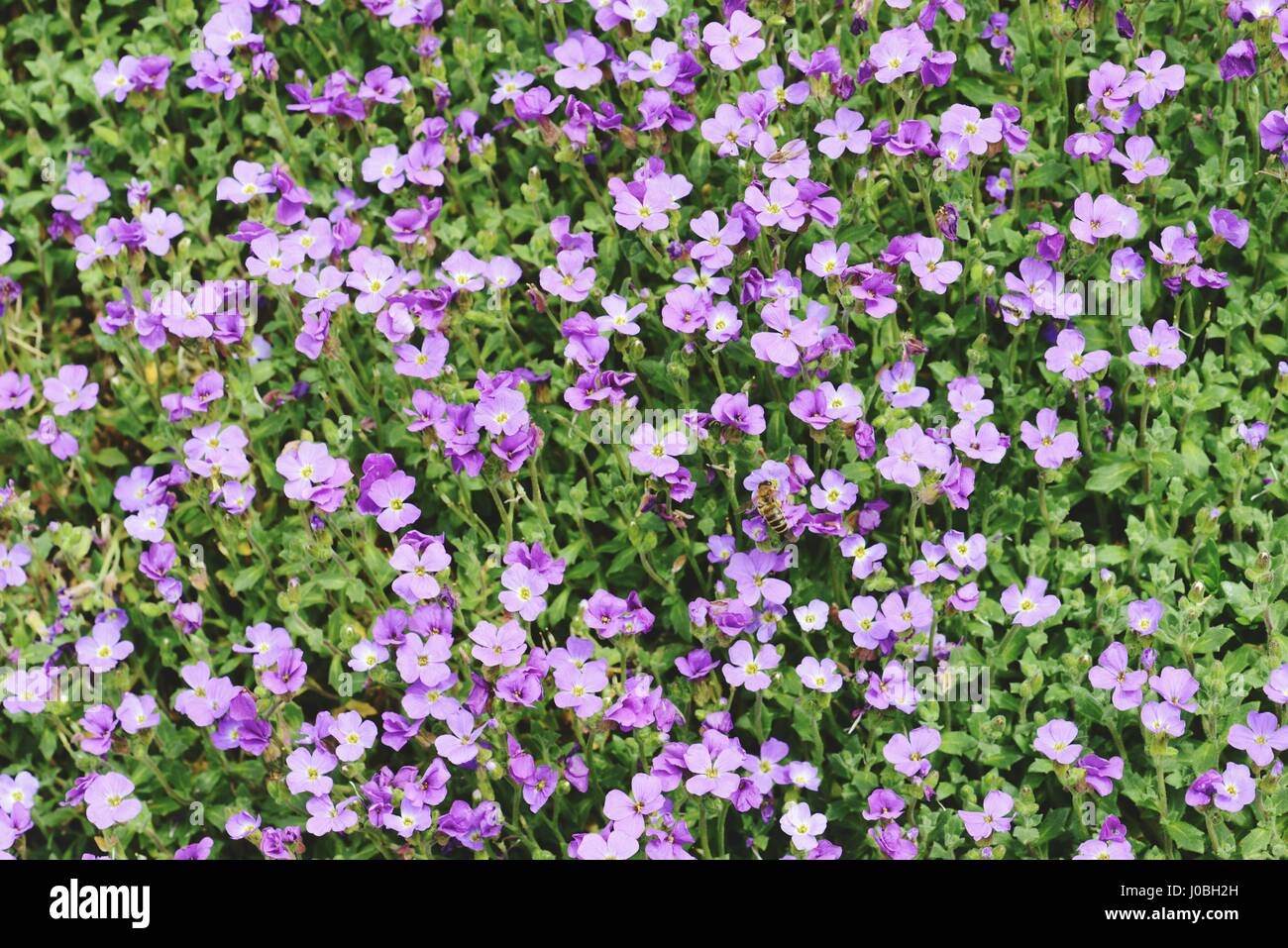 Purple rock cress in spring hi-res stock photography and images - Alamy