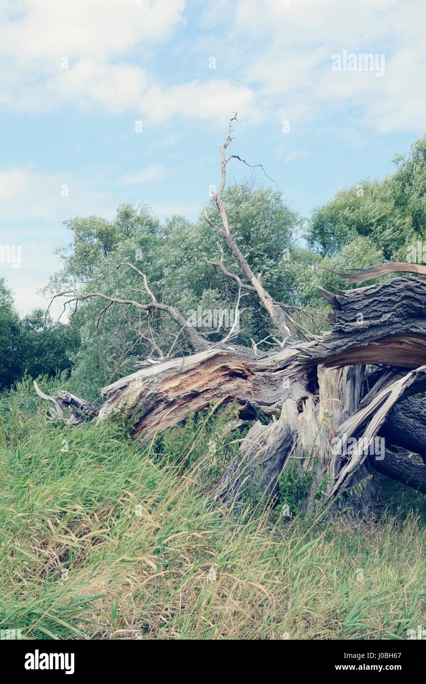 Havel river landscape at summer time (Havelland, Germany). dead willow ...
