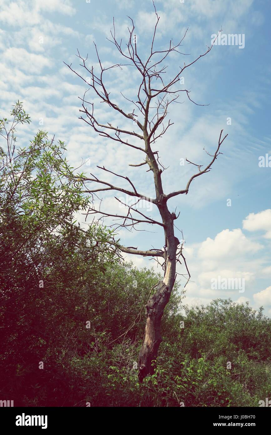 dead willow tree at havel river. vintage retouch Stock Photo - Alamy