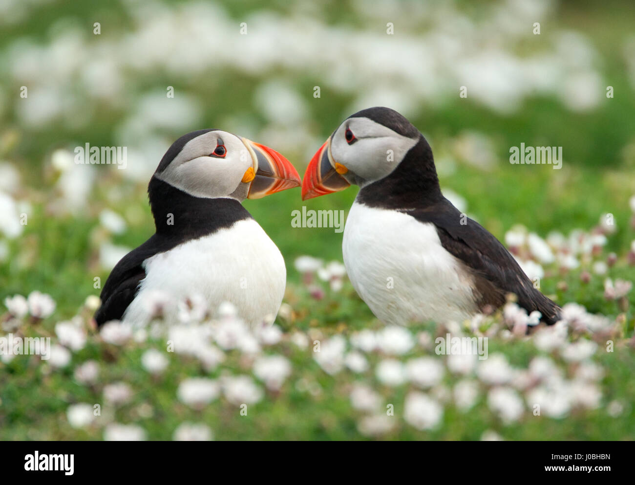 SKOMER ISLAND, WALES: TWO LOVED-UP Atlantic puffins have been snapped ...