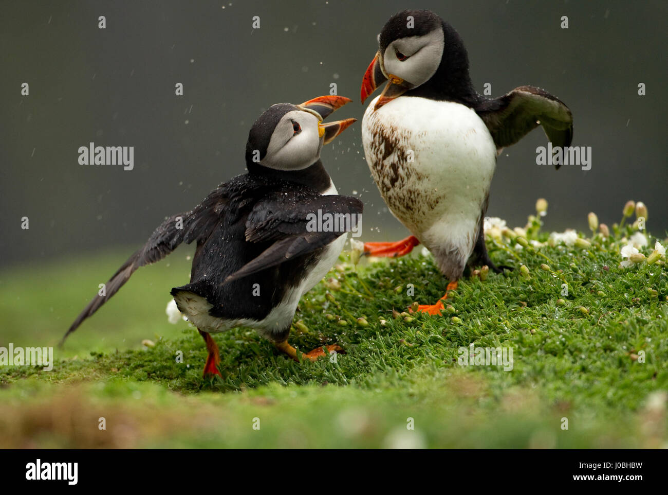 SKOMER ISLAND, WALES: TWO LOVED-UP Atlantic puffins have been snapped ...