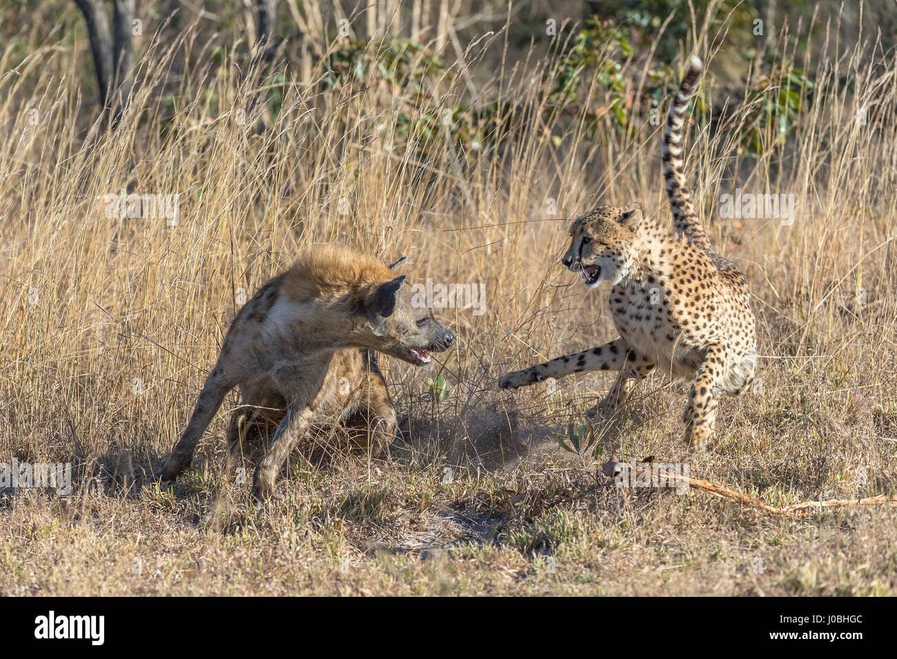 COULD this hapless cheetah be the most scared in the African bush? From ...