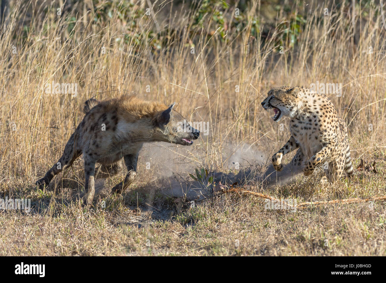 Pictures hyenas hi-res stock photography and images - Alamy