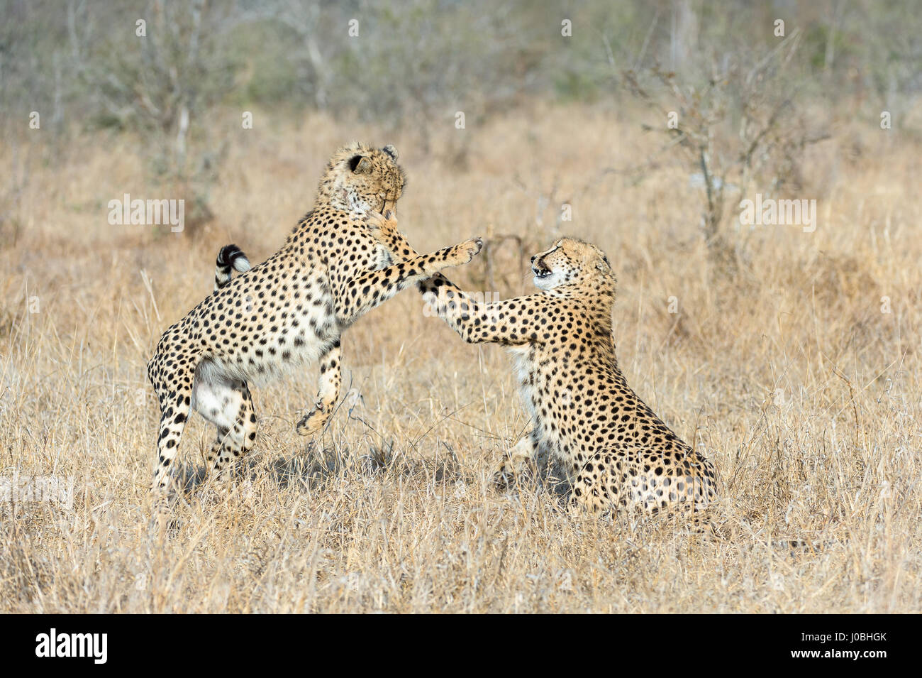 COULD this hapless cheetah be the most scared in the African bush? From ...