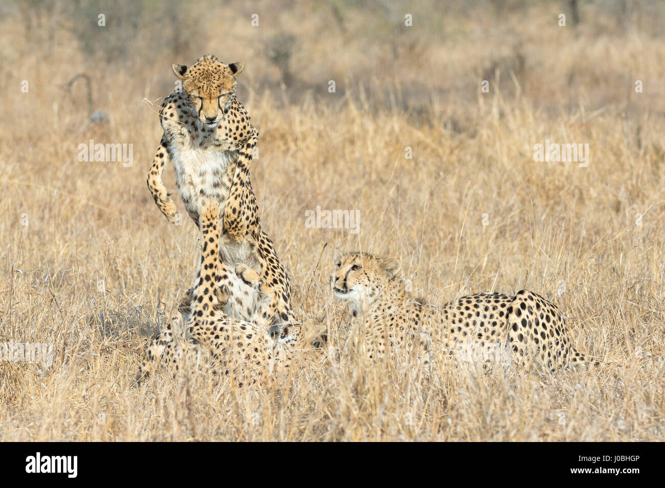 COULD this hapless cheetah be the most scared in the African bush? From ...
