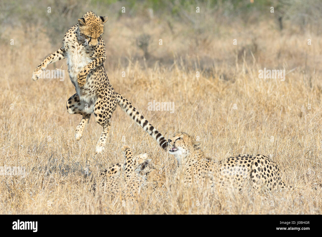 COULD this hapless cheetah be the most scared in the African bush? From ...