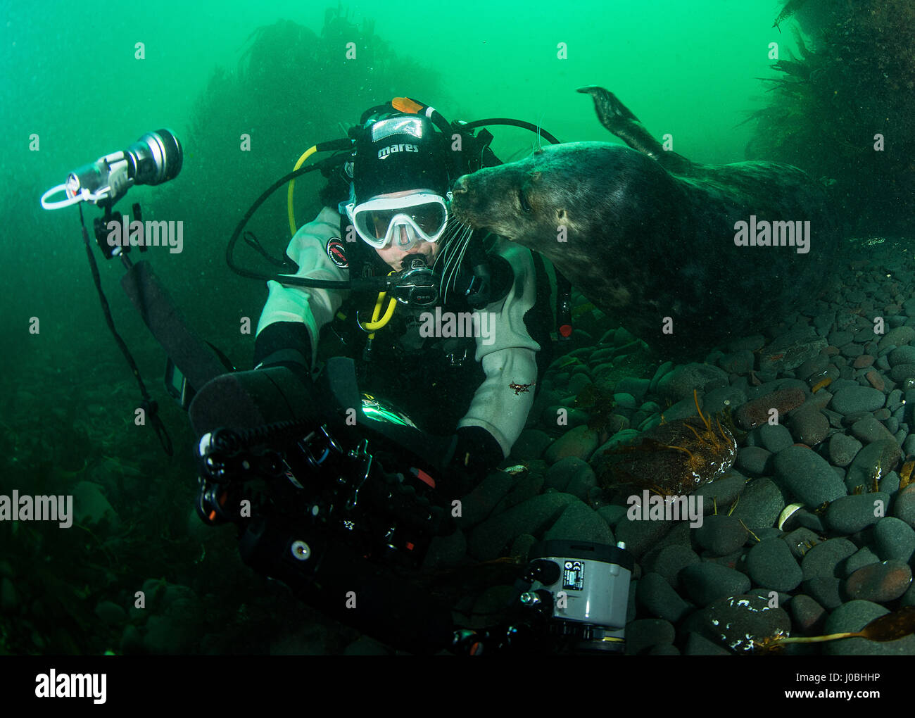 One inquisitive grey seal inspects one diver's equipment. THE FARNE ...