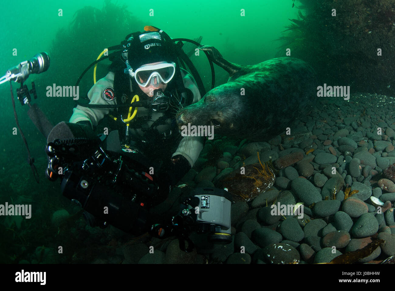 One inquisitive grey seal inspects one diver's equipment. THE FARNE ...