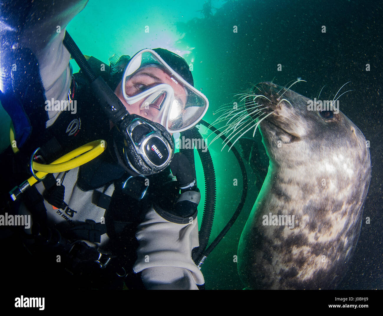 One cheeky seal leans in close for a selfie with a female diver. THE ...