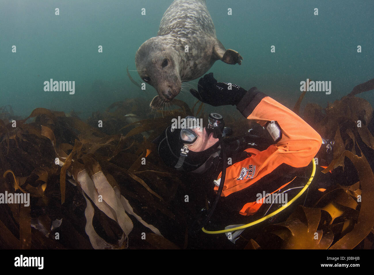 One inquisitive grey seal inspects one diver's equipment. THE FARNE ...