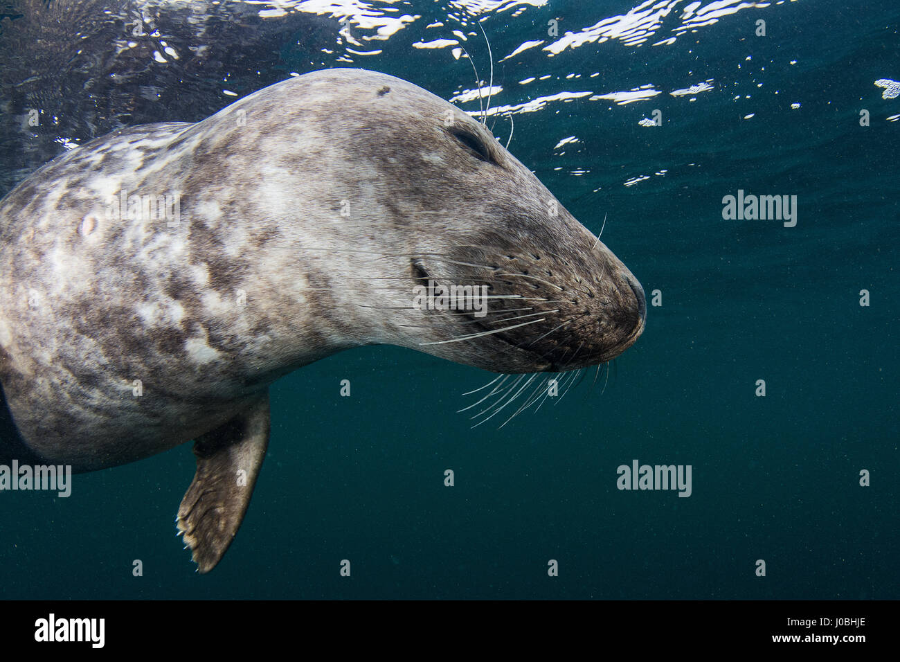 A bold grey seal smiles at the camera. THE FARNE ISLANDS, UK: AN ...