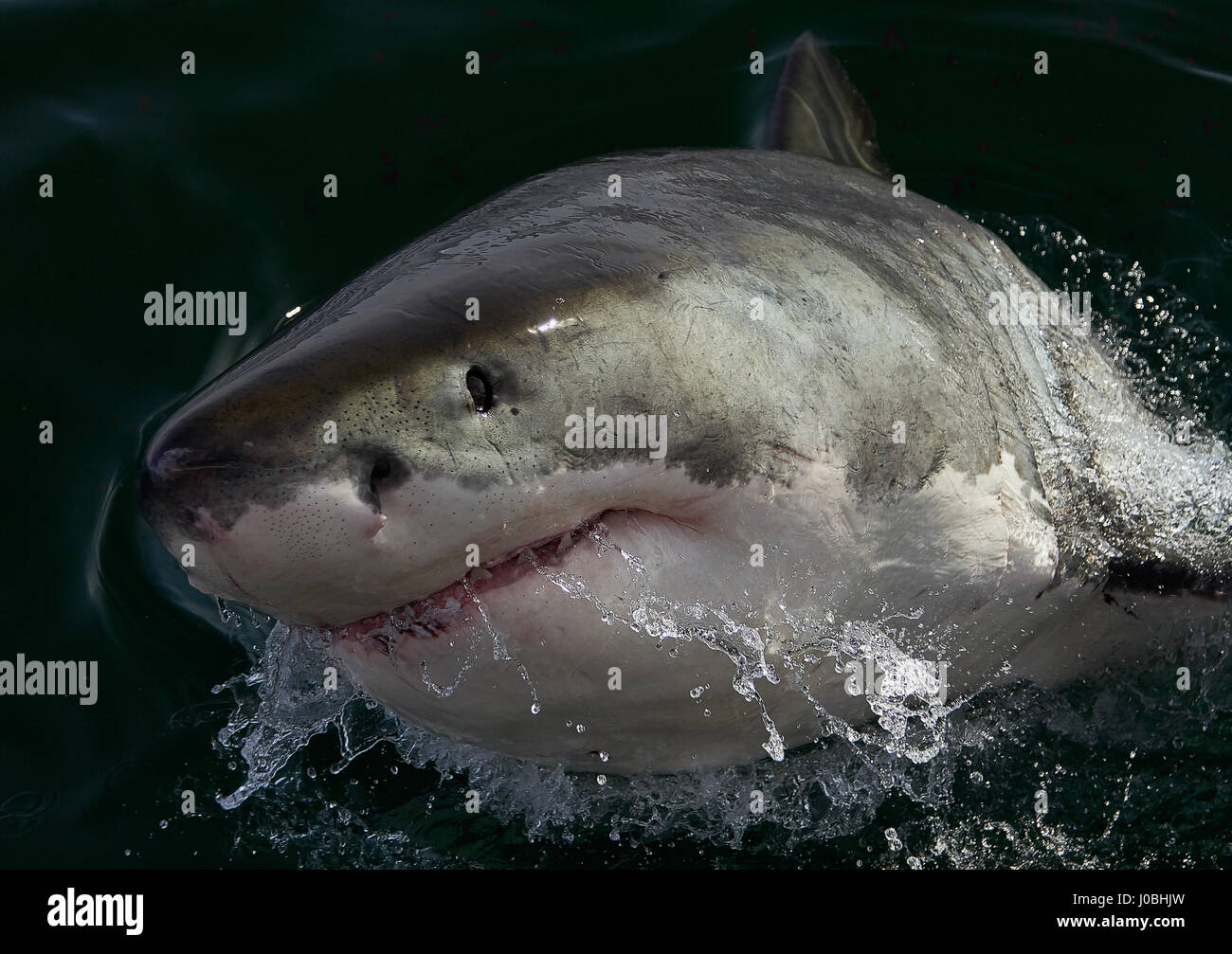 Raw White Shark Sharks In WA