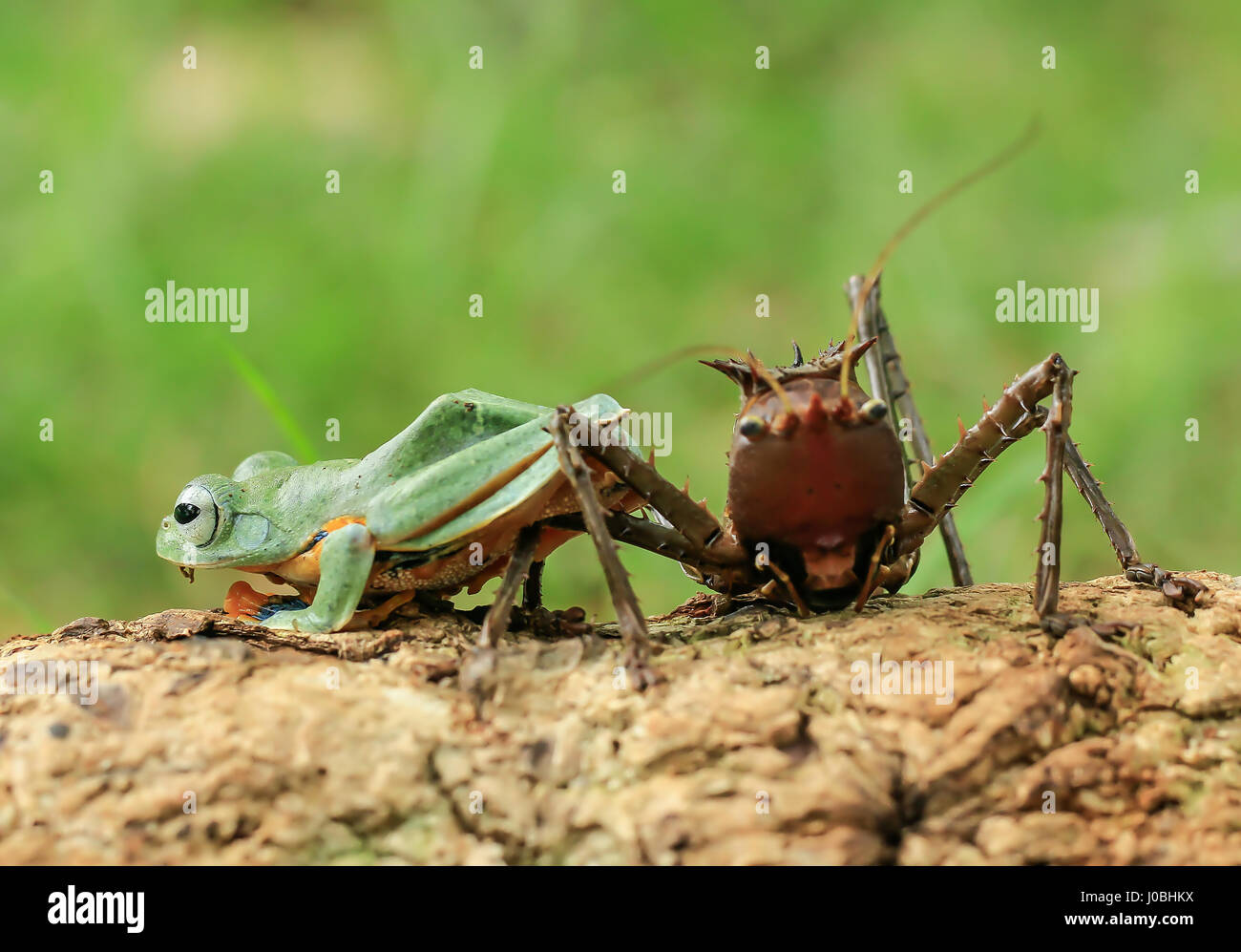 JAKARTA, INDONESIA: A BULLY frog has been snapped get too close to ...