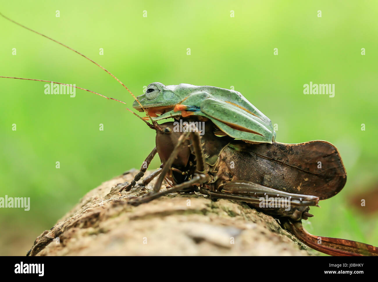 JAKARTA, INDONESIA: A BULLY frog has been snapped get too close to ...