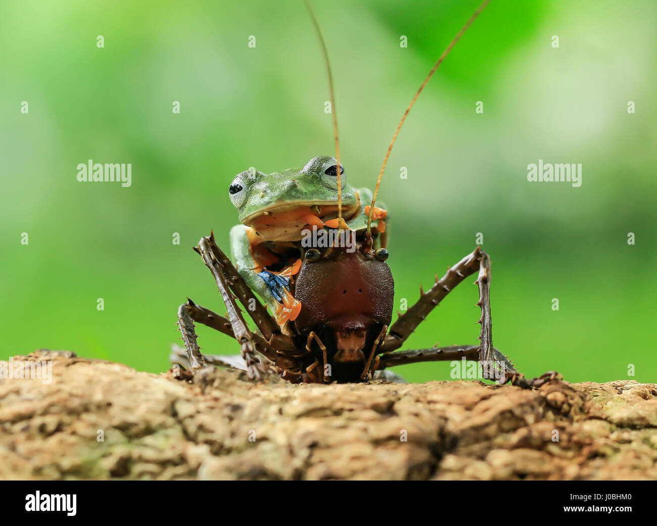 JAKARTA, INDONESIA: A BULLY frog has been snapped get too close to ...