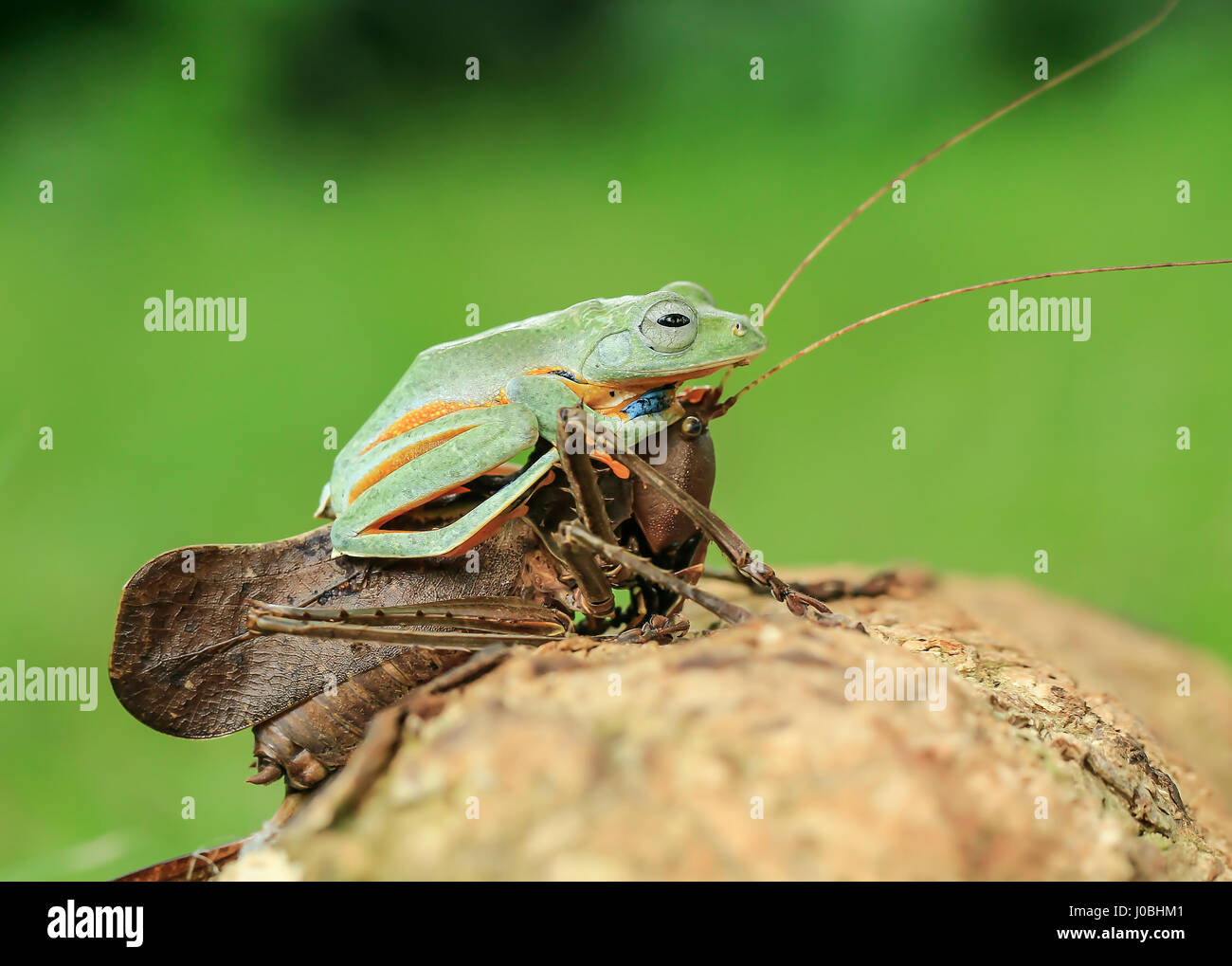 JAKARTA, INDONESIA: A BULLY frog has been snapped get too close to ...