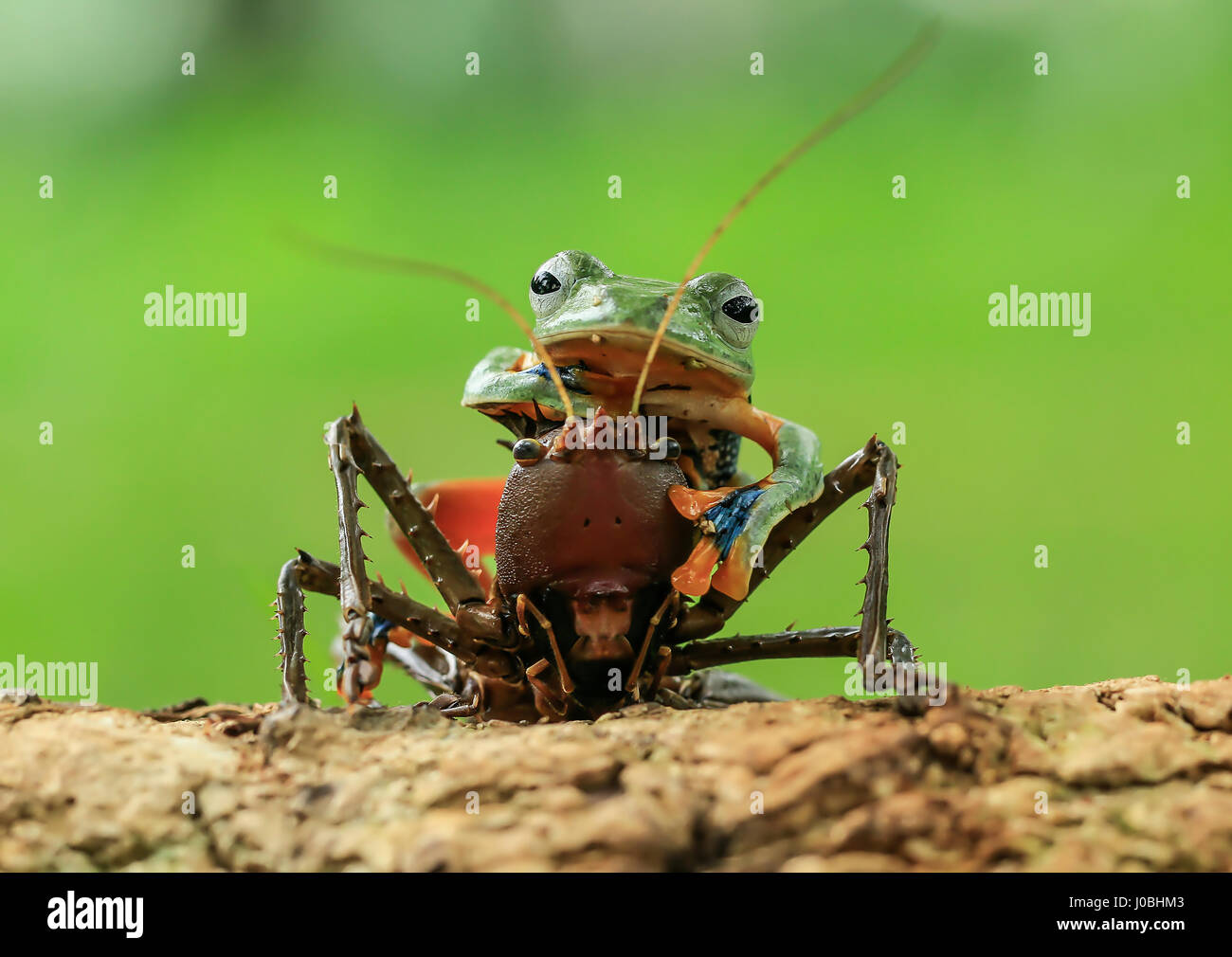 JAKARTA, INDONESIA: A BULLY frog has been snapped get too close to ...