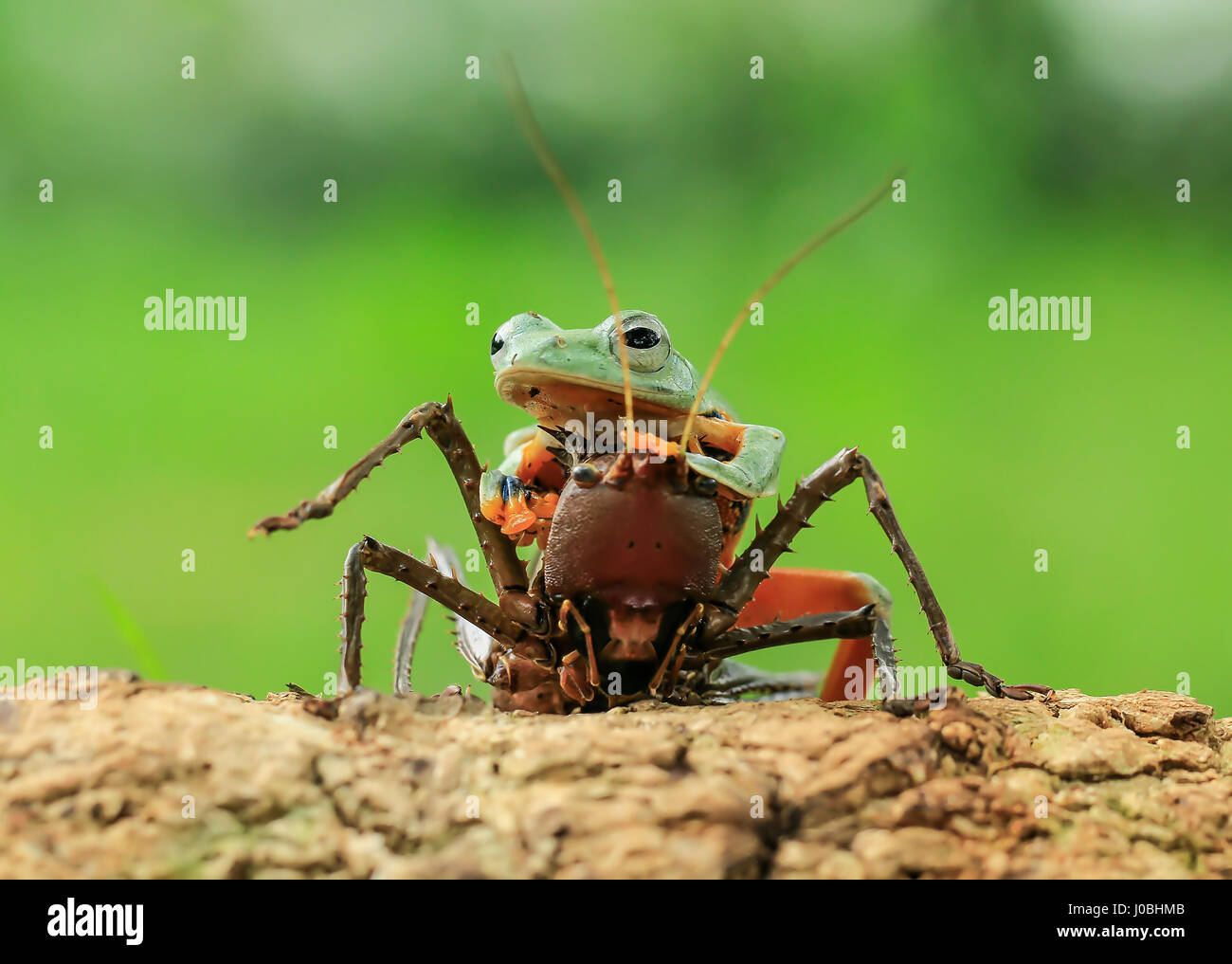 JAKARTA, INDONESIA: A BULLY frog has been snapped get too close to ...