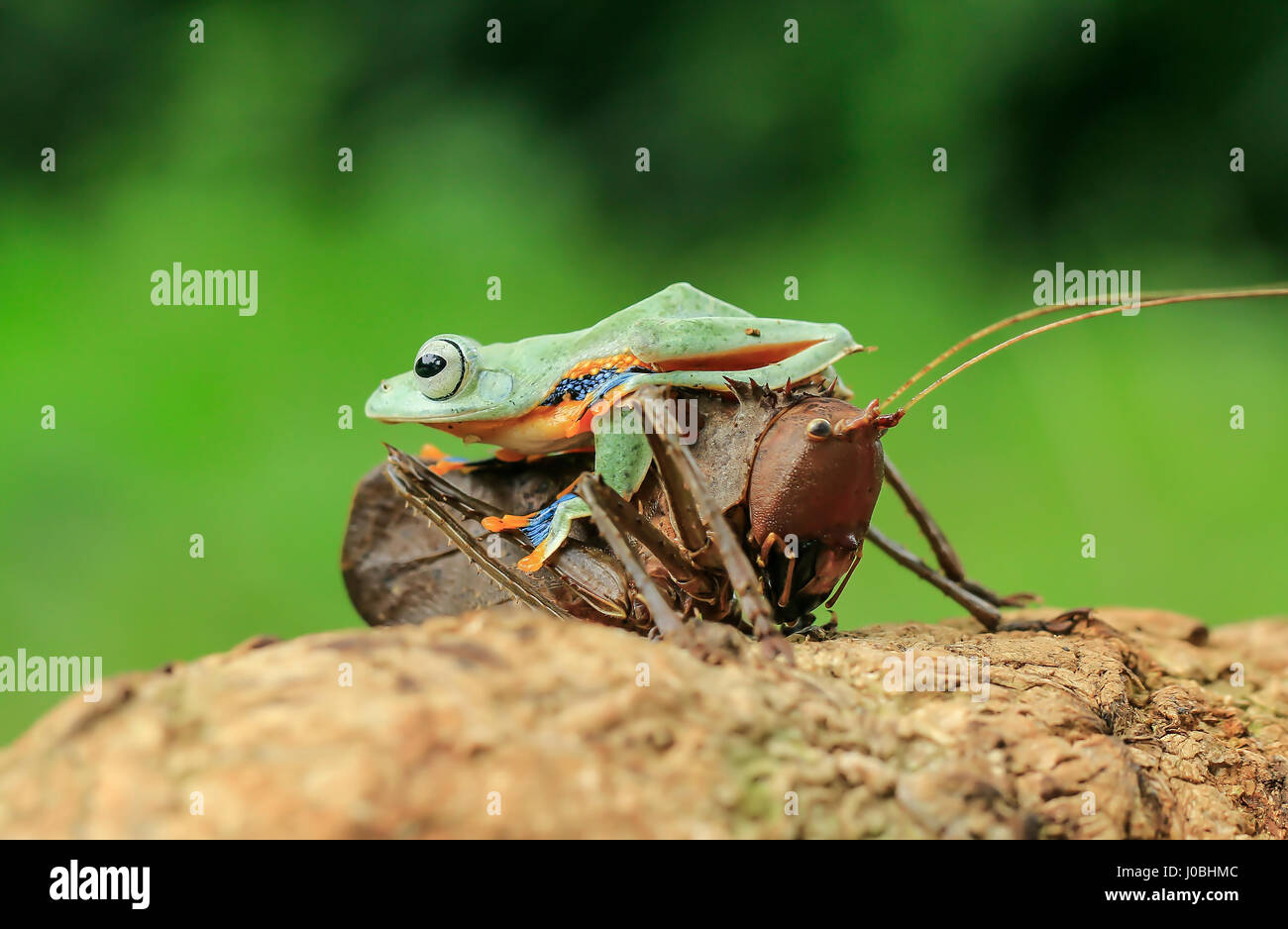JAKARTA, INDONESIA: A BULLY frog has been snapped get too close to ...