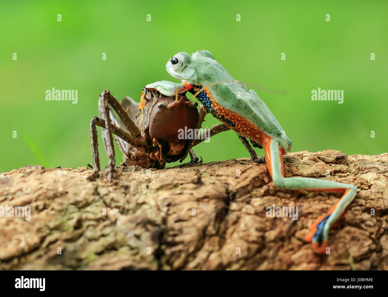 JAKARTA, INDONESIA: A BULLY frog has been snapped get too close to ...