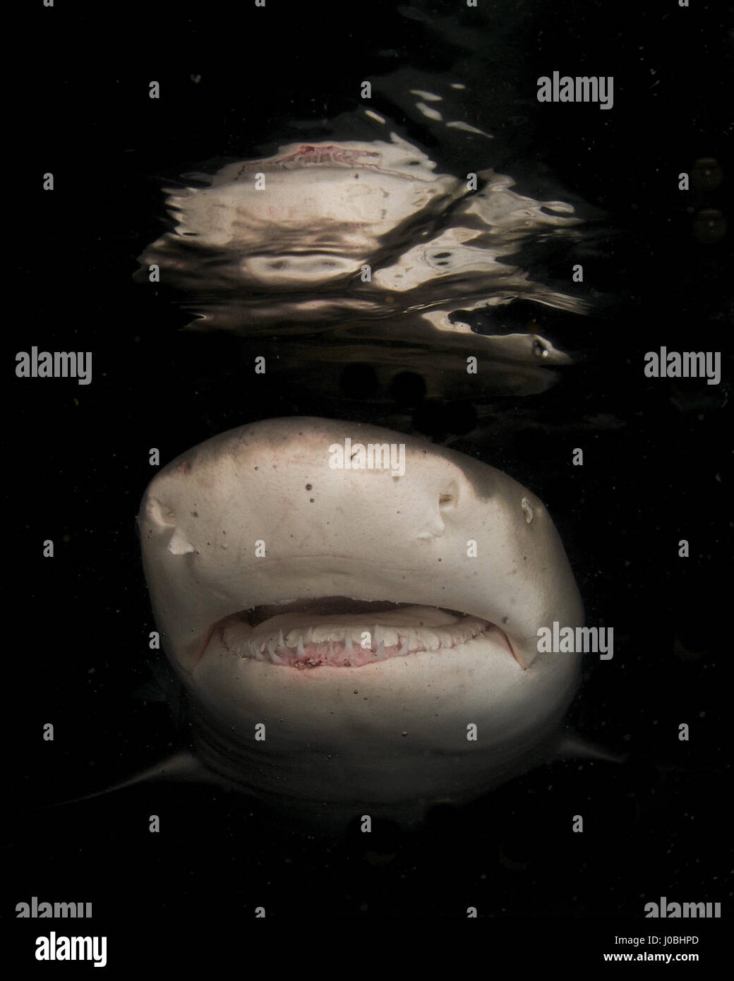 A shark swims through the darkness. AN INCREDIBLE close-up shot of a ...