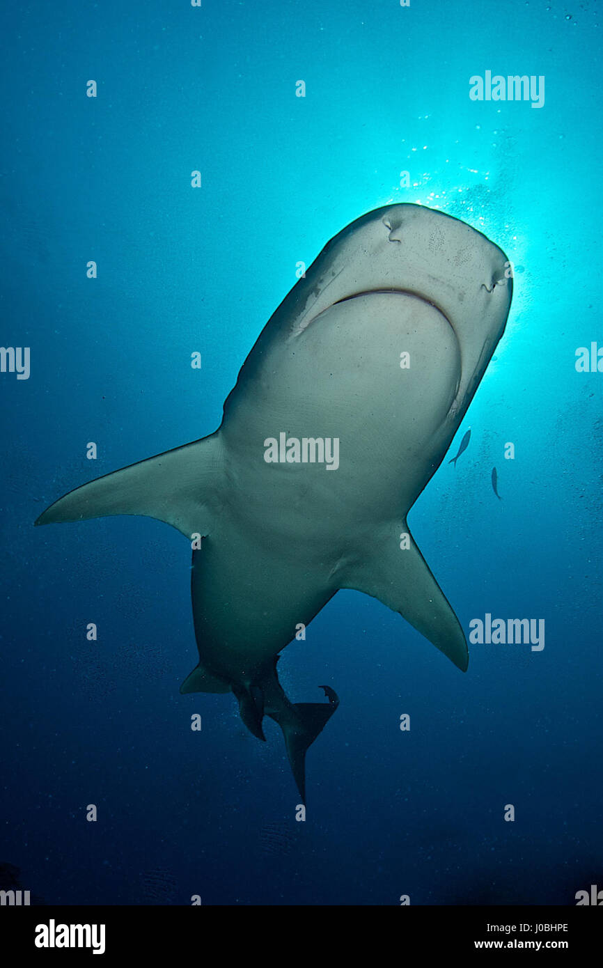 A shark swims through the water with the sun on its back. AN INCREDIBLE ...