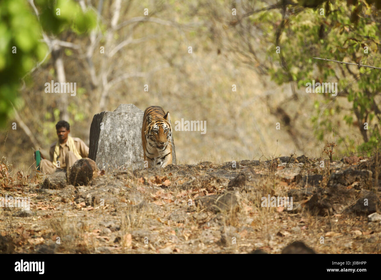 **EXCLUSIVE** Local nature guide Shivang Mehta. MEET the ferocious ...