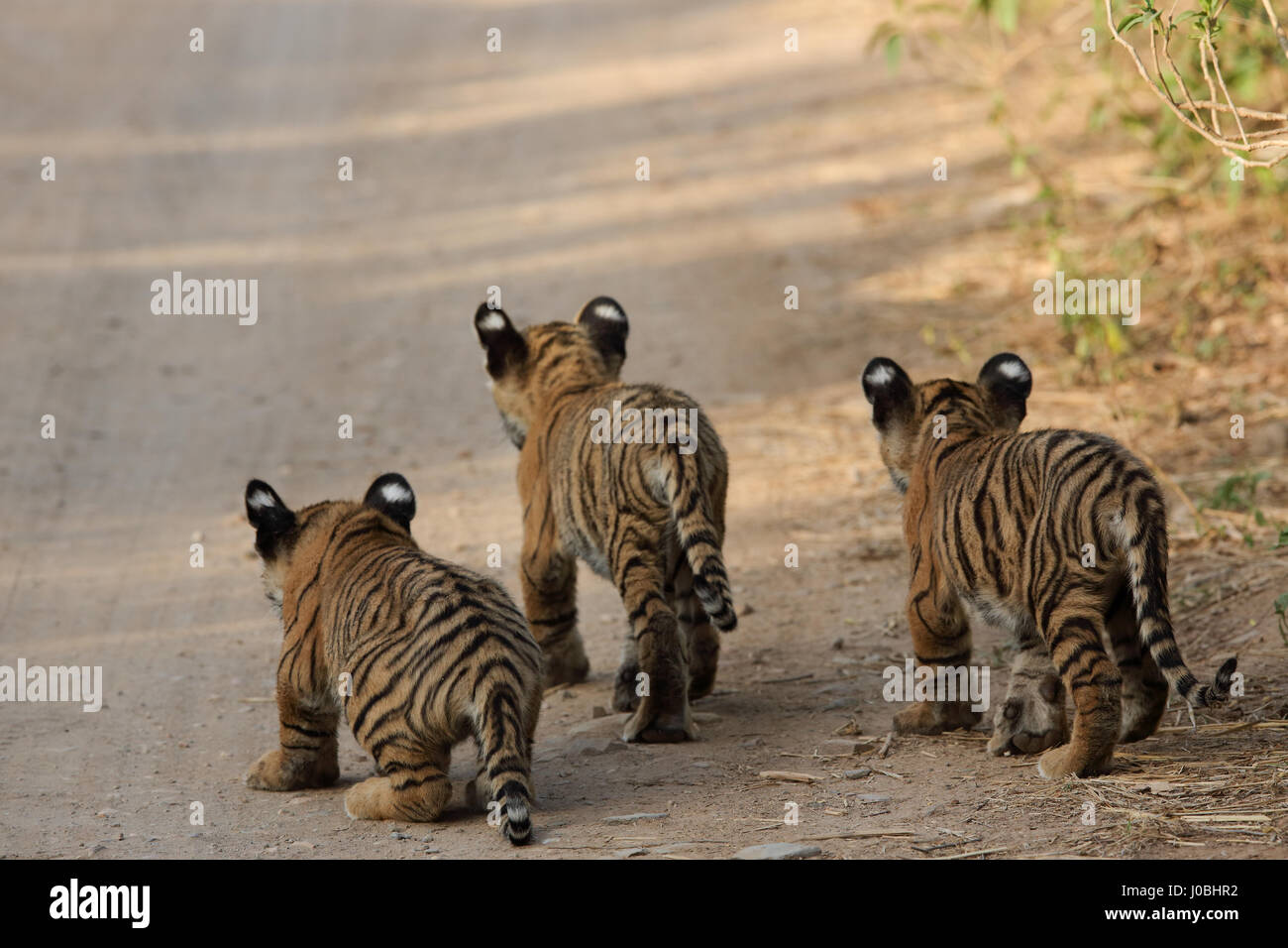 **EXCLUSIVE** Local nature guide Shivang Mehta. MEET the ferocious ...