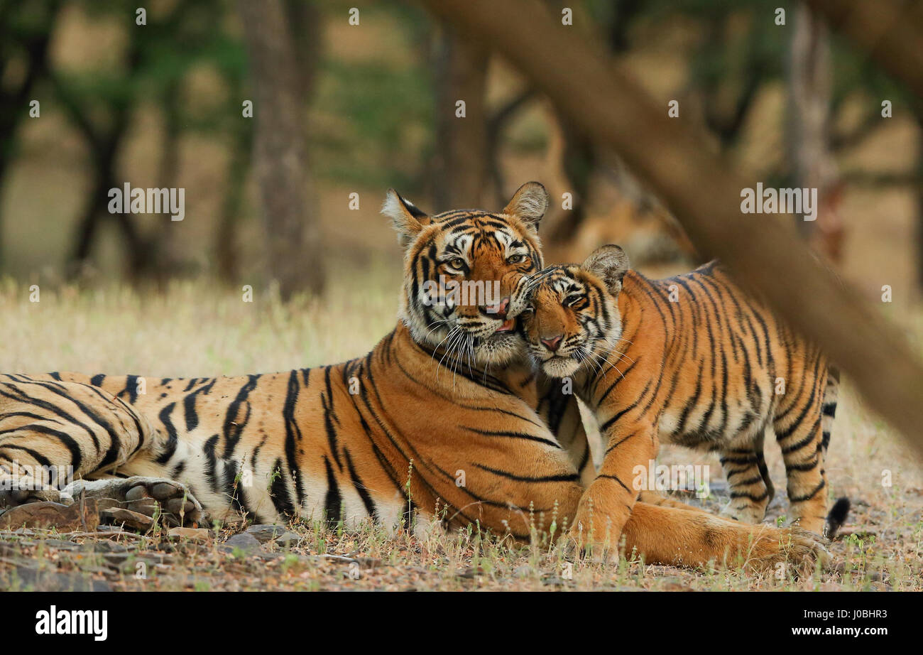 **EXCLUSIVE** Local nature guide Shivang Mehta. MEET the ferocious ...