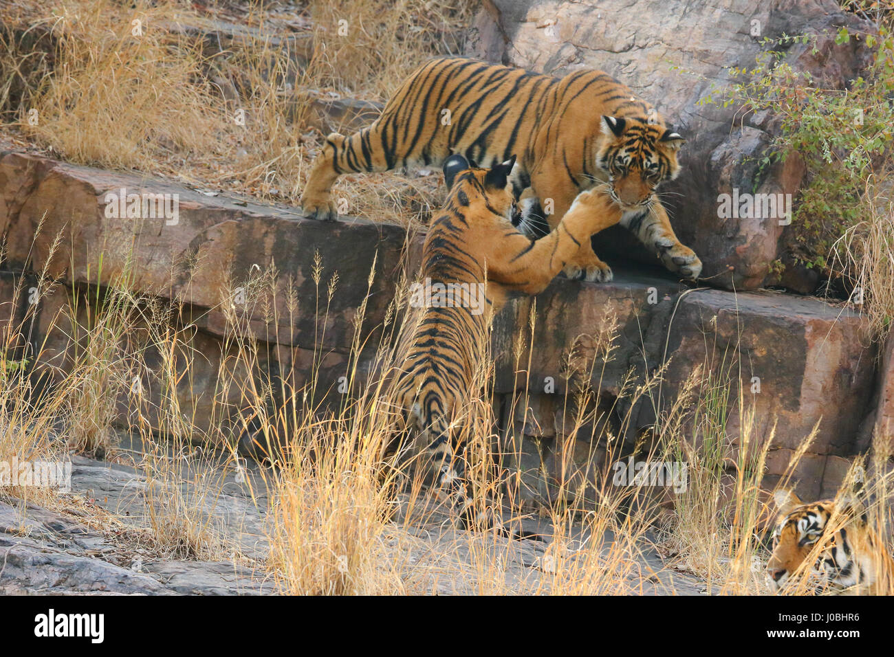 **EXCLUSIVE** Local nature guide Shivang Mehta. MEET the ferocious ...
