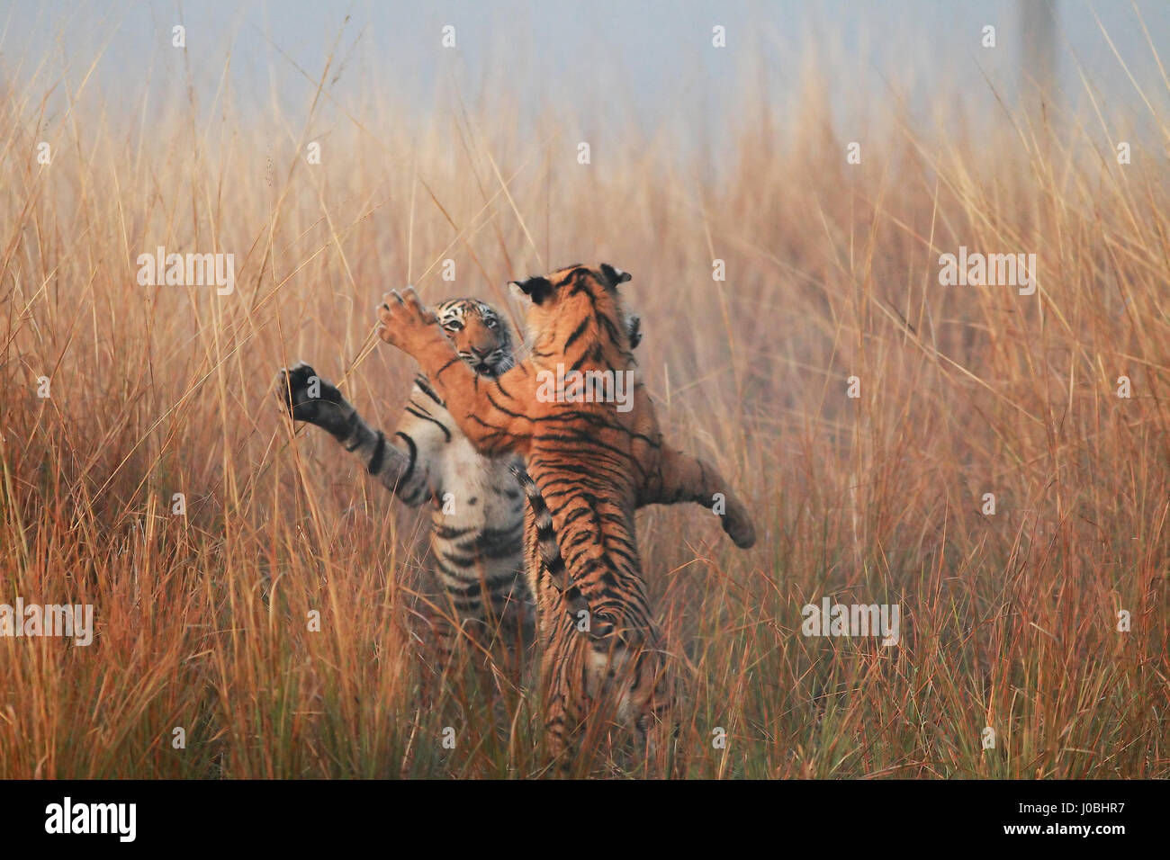 **EXCLUSIVE** Local nature guide Shivang Mehta. MEET the ferocious ...