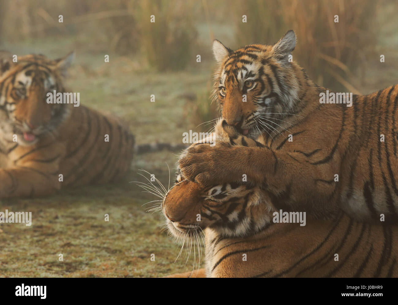 **EXCLUSIVE** Local nature guide Shivang Mehta. MEET the ferocious ...