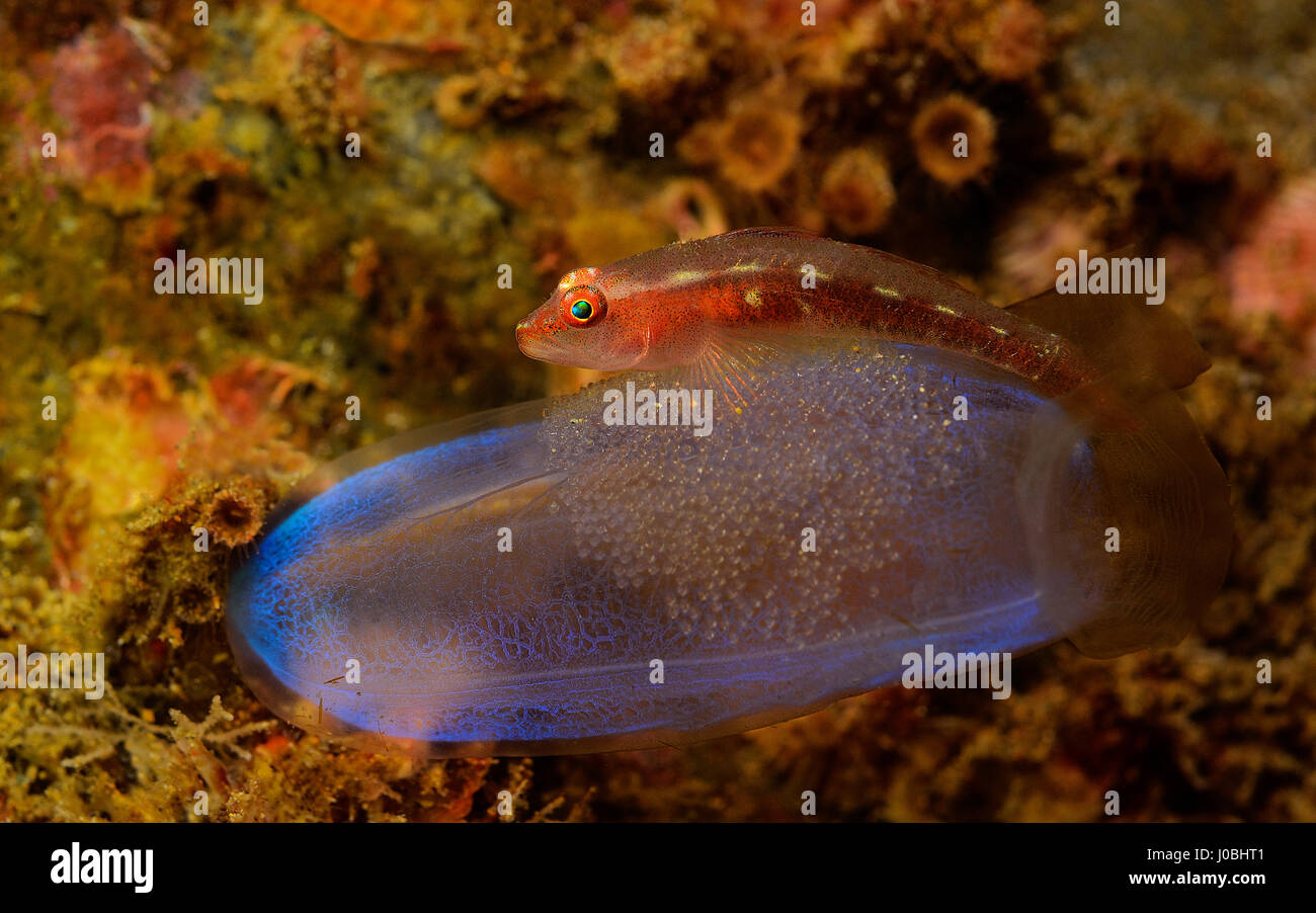 Parasites fish hi-res stock photography and images - Alamy