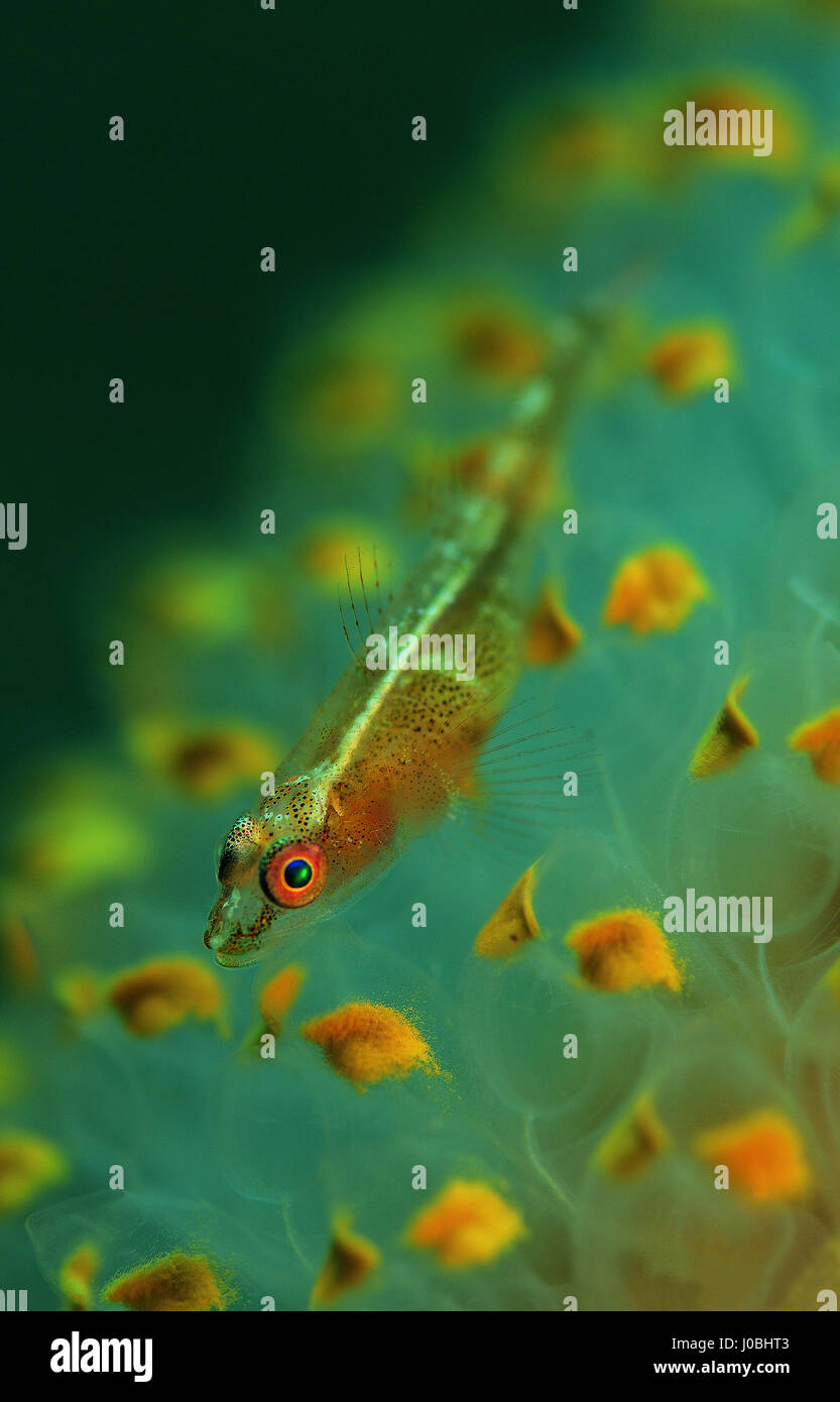 A goby fish taken in Anilao, Philippines. HILARIOUS shots have revealed ...