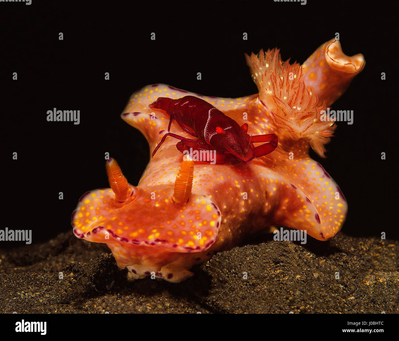 Parasites fish hi-res stock photography and images - Alamy