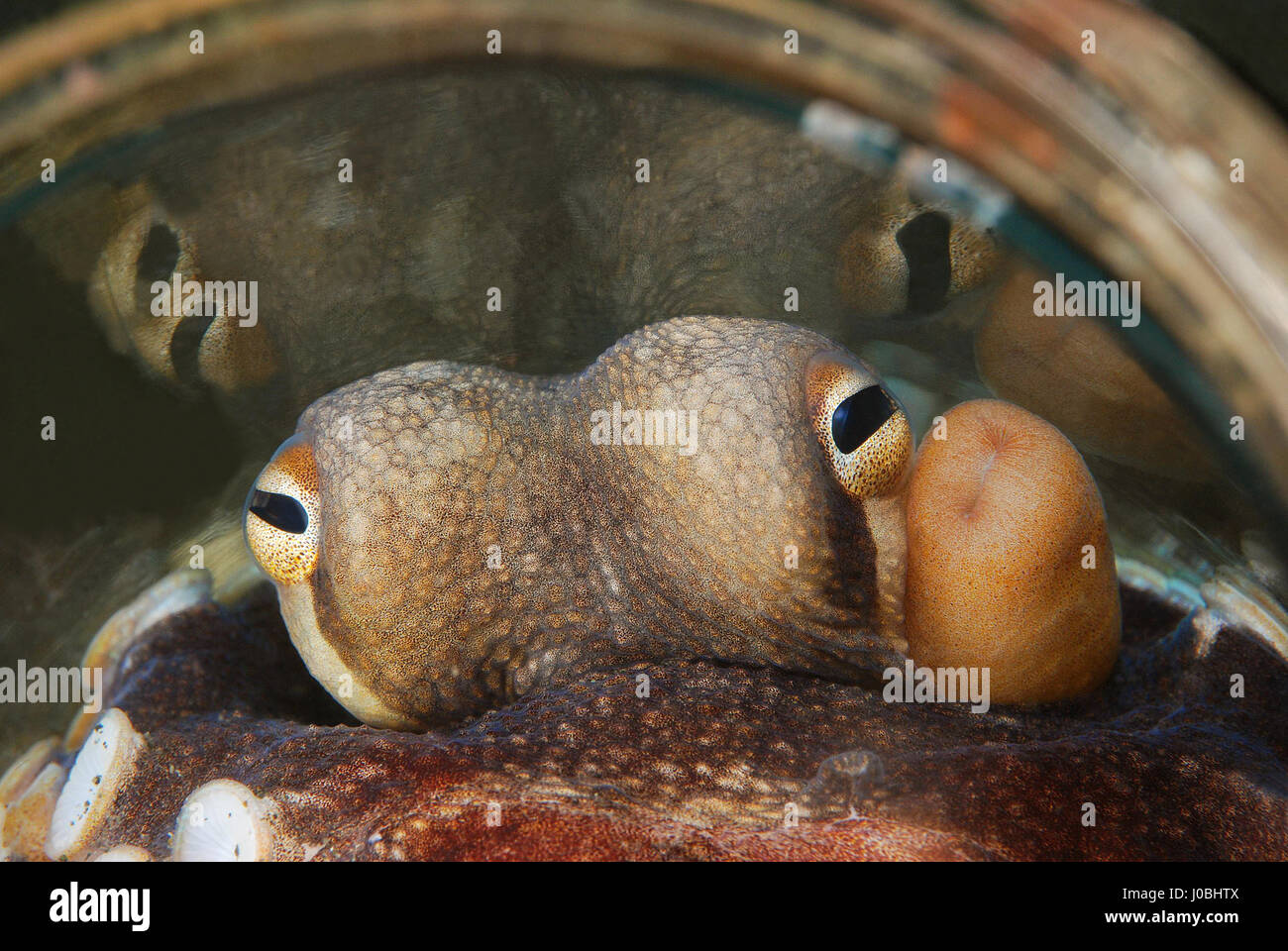 Coconut Octopus hiding inside a glass jar, Lembeh Indonesia. EYE ...